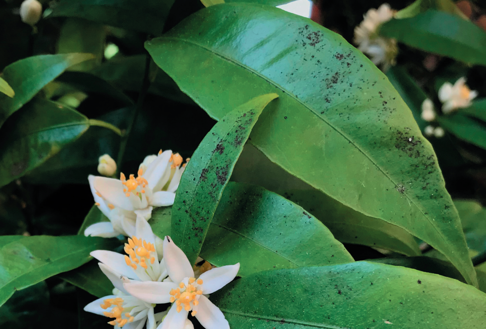 La fumagine | Serres St-Élie